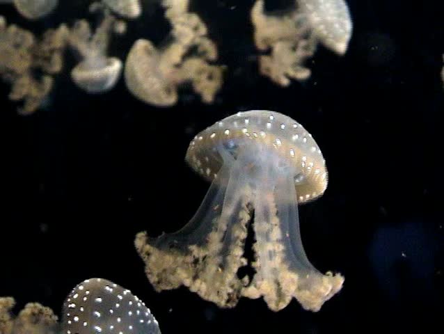 Medusa, Jellyfish Swimming in Ocean : Video de stock (totalmente libre ...