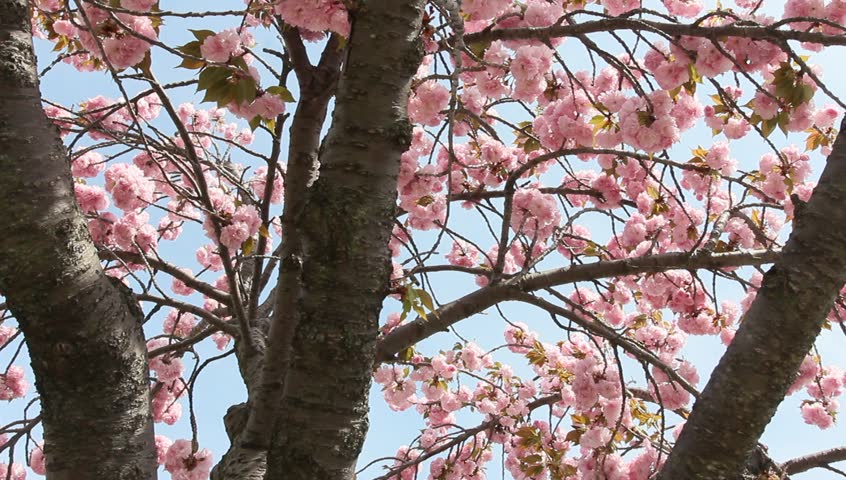 Pretty Pink Spring Flowers On Stock Footage Video (100% Royalty-free ...