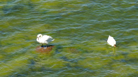 Two Small White Goose On Water Stock Footage Video (100% Royalty-free ...