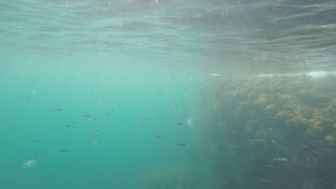 Sea Bottom Underwater Caustics Sunbeams 4k Stock Footage Video (100% ...
