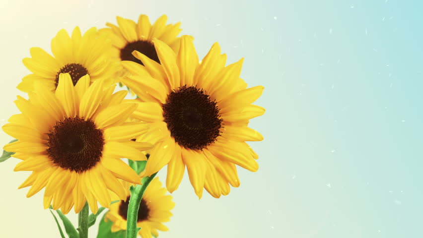 animation waving rotation sunflowers on clear: video de stock ...