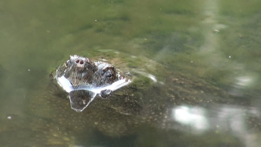 snapping turtle nose out water on Stock Footage Video (100% Royalty ...