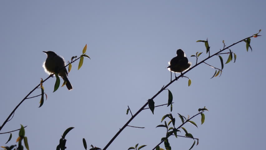 Birds Released Into the Wild Stock Footage Video (100% Royalty-free ...