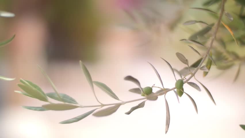 olive tree brunch green olives Stock Footage Video (100% Royalty-free ...