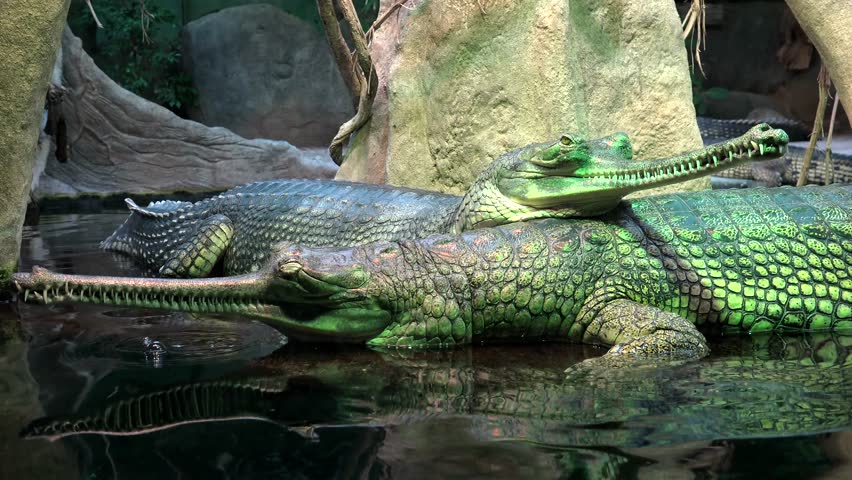 Long Snouted Gharial image - Free stock photo - Public Domain photo ...