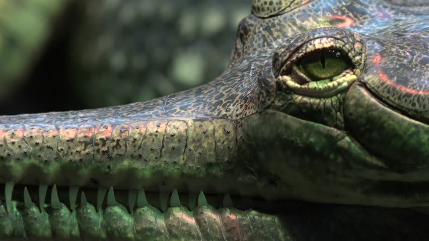 Thin long nosed crocodile Stock Video Footage - 4K and HD Video Clips ...