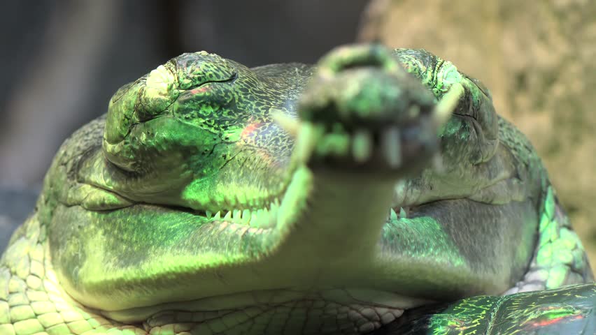 Long Snouted Gharial image - Free stock photo - Public Domain photo ...