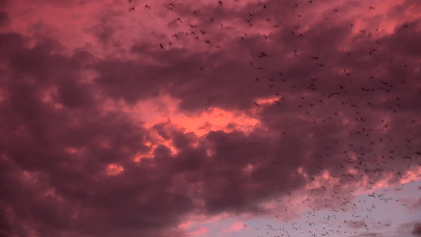 Flying Bats Swoop, Swarm Through Stock Footage Video (100% Royalty-free ...