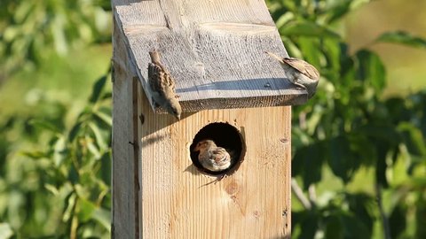 Small Birds Nesting Nest Box Sparrows Stock Footage Video (100% Royalty ...