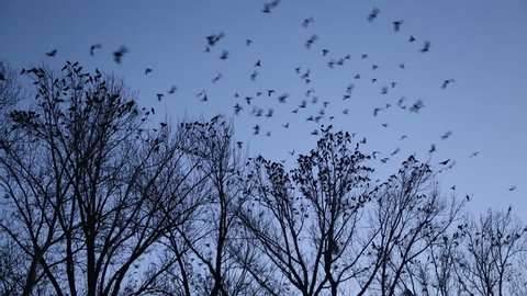 Birds Fly Tree Scare Shock Flee Stock Footage Video (100% Royalty-free ...
