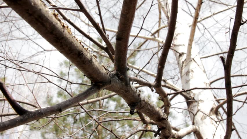 Cutting Branch of Birch Tree Stock Footage Video (100% Royalty-free ...
