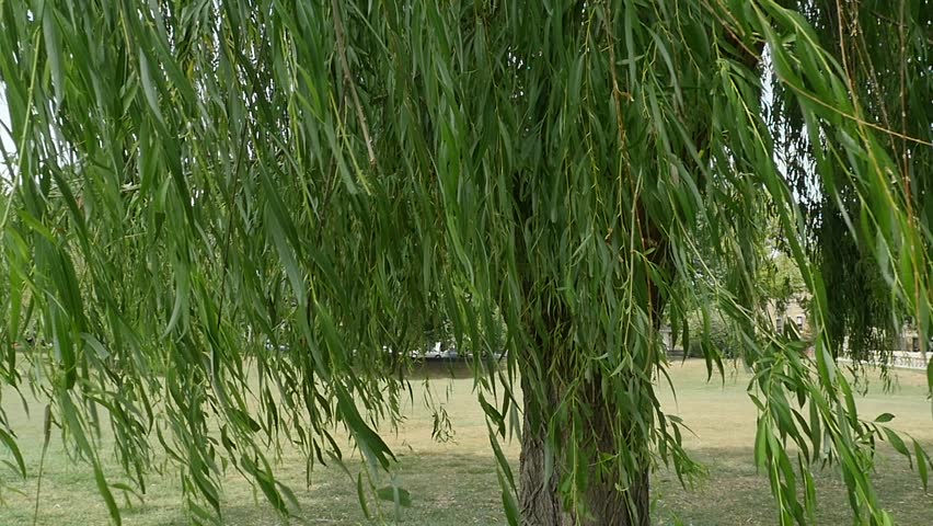 Willow Tree Blowing in Wind Stock Footage Video (100% Royalty-free ...