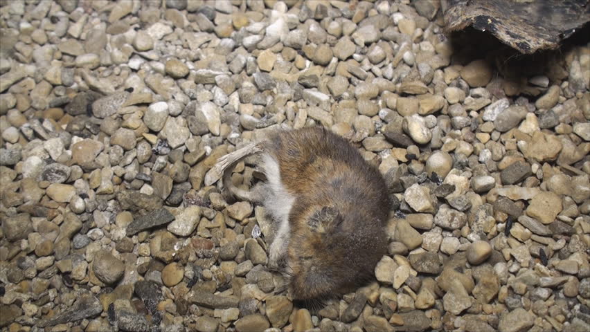 Zoom in of Dead Mouse Stock Footage Video (100% Royalty-free) 11542772 ...