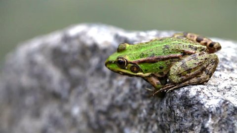 Frog Sitting On Human Hand Stock Footage Video (100% Royalty-free ...