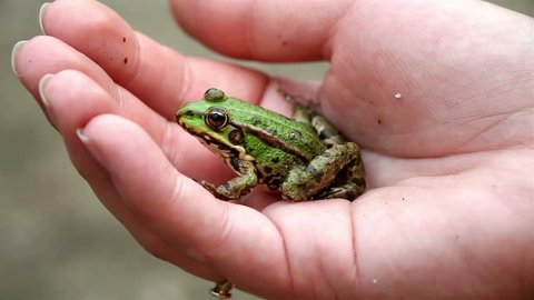 Frog Sitting On Human Hand Stock Footage Video (100% Royalty-free ...