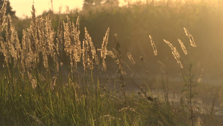 grass dust wind Stock Footage Video (100% Royalty-free) 11550665 ...