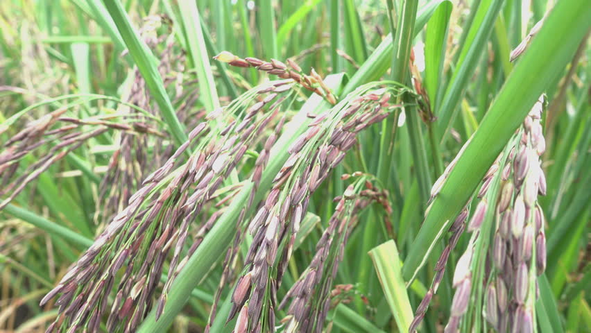 thai organic rice berry farm 4k Stock Footage Video (100% Royalty-free ...