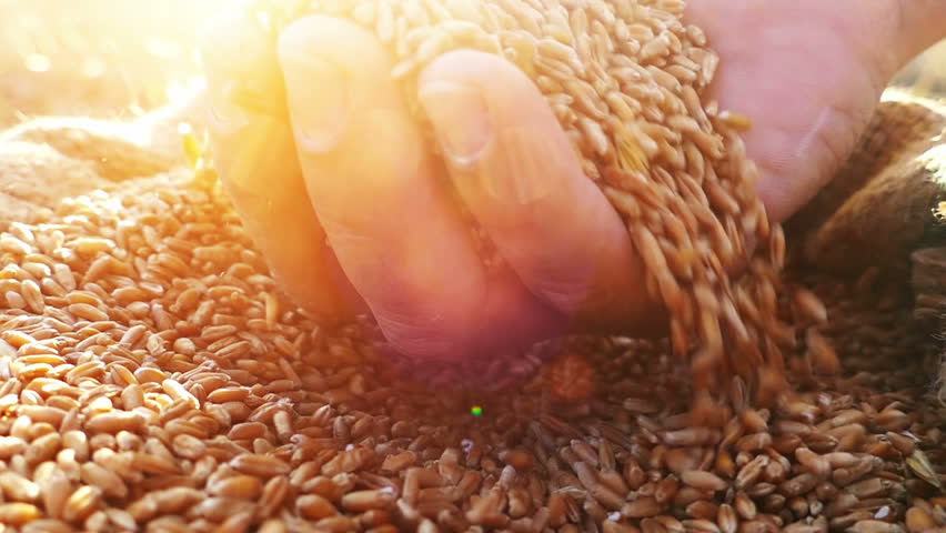 Wheat Grains Falling Down in Stock Footage Video (100% Royalty-free ...