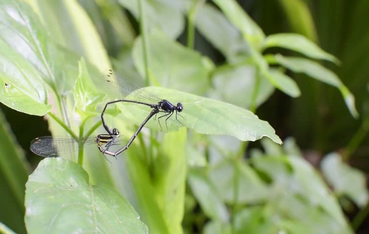 colorful caterpillar eating green leaf Stock Footage Video (100% ...