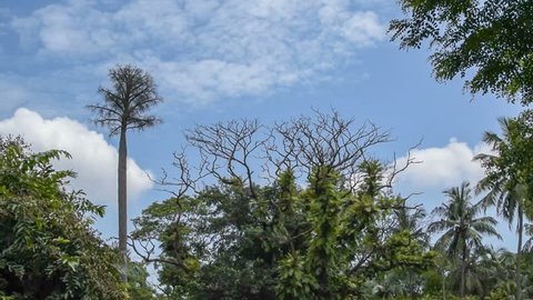 Beautiful Time Lapse Video Clouds Trees Stock Footage Video (100% ...