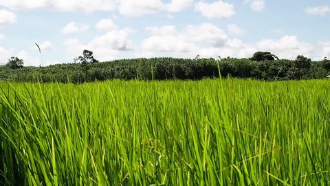 Agriculture Workers On Rice Field Bali Stock Footage Video (100% ...