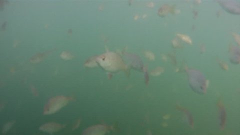 Pinfish School Lagodon Rhomboids Subtropical Coastal Stock Footage ...