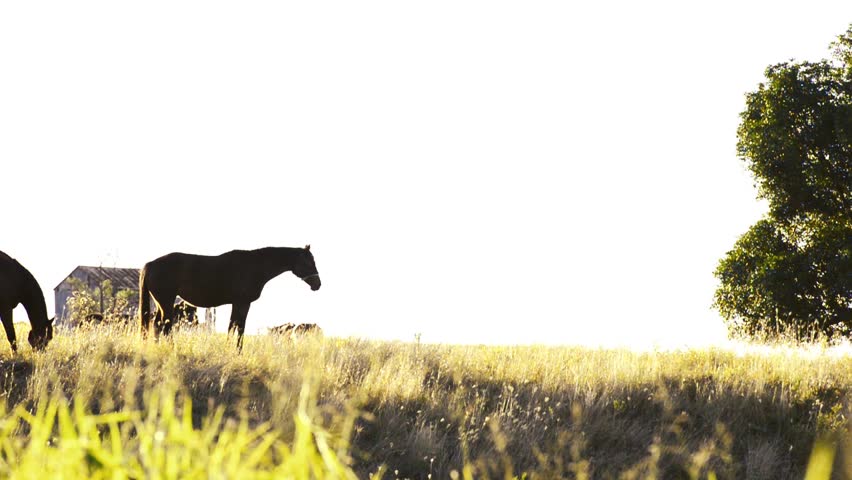 horses grazing outback brisbane - queensland Stock Footage Video (100% ...