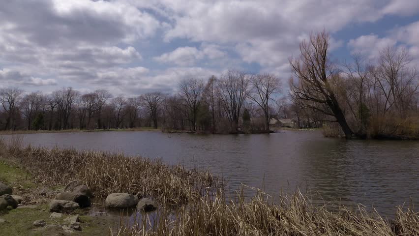 Geese in the Park in Milwaukee, Wisconsin image - Free stock photo ...