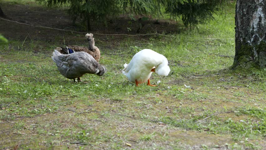 crested pekin duck hen Stock Footage Video (100% Royalty-free) 11650454 ...