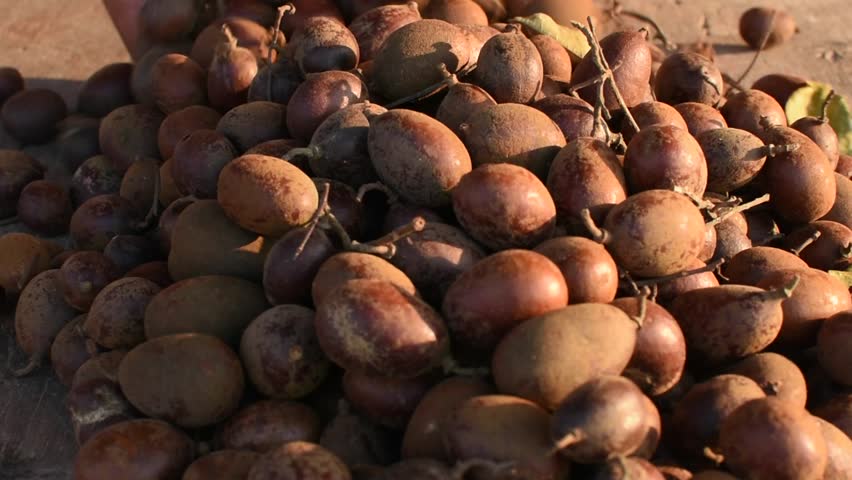 closeup dialium guianense guapaque unique tropical Stock Footage Video ...