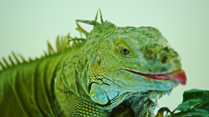 3k green iguana on grey white Stock Footage Video (100% Royalty-free ...