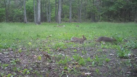 Rabbit mating Stock Video Footage - 4K and HD Video Clips | Shutterstock