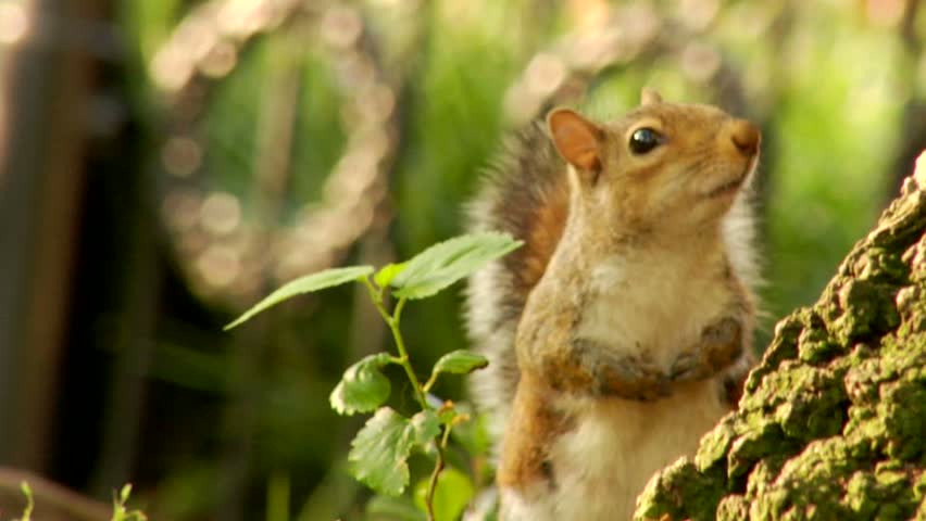 Squirrel Looking to Camera. Closeup Stock Footage Video (100% Royalty ...