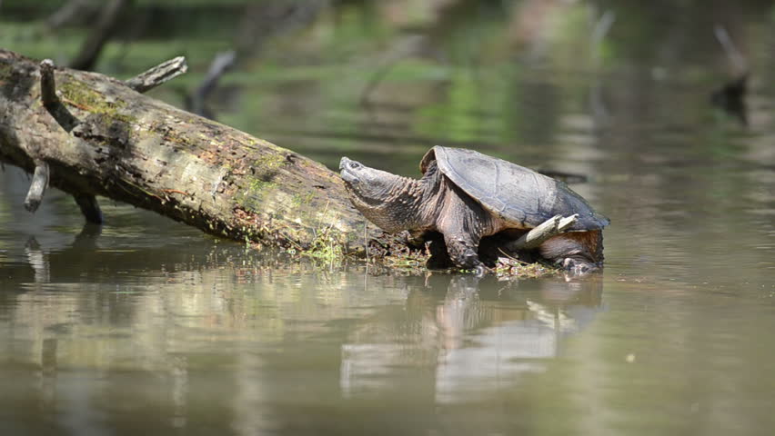common snapping turtle basking sun Stock Footage Video (100% Royalty ...
