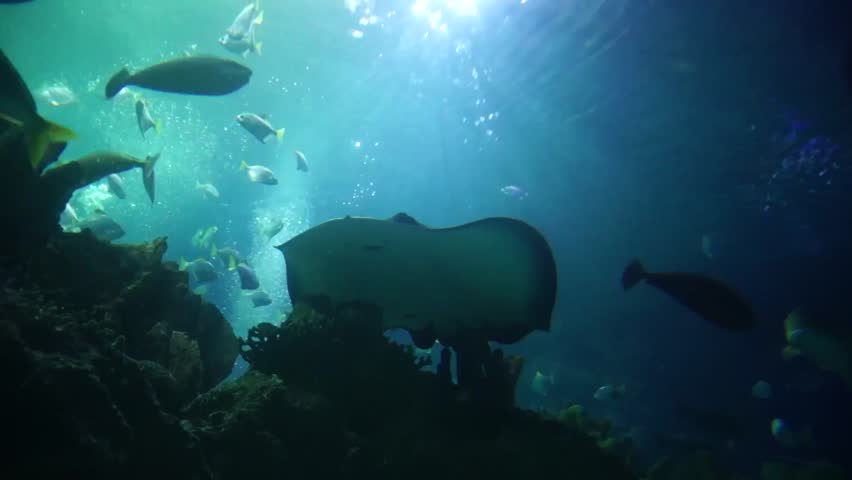marine life underwater world hd Stock Footage Video (100% Royalty-free ...