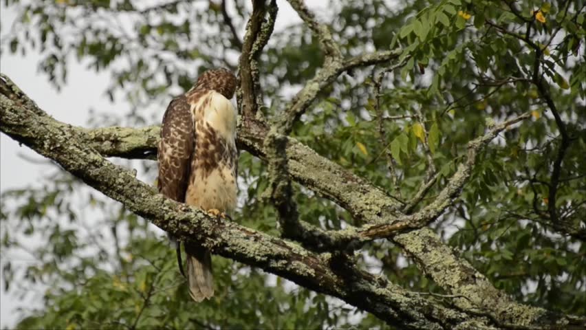Intense stare of a hawk image - Free stock photo - Public Domain photo ...