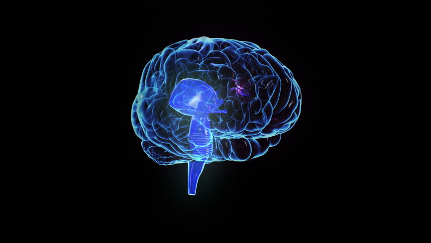 spinning human brain zones lighting up Stock Footage Video (100% ...