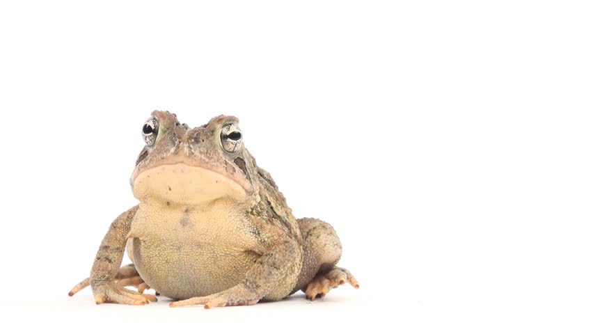 Toad Sitting On a White Stock Footage Video (100% Royalty-free) 1172899 ...