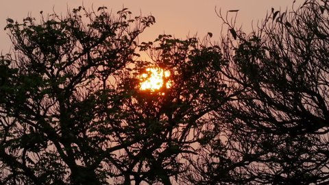 Sun Behind Trees Timelapse Stock Footage Video (100% Royalty-free ...