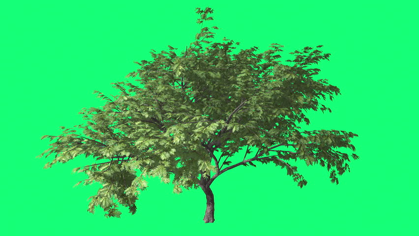 european beech chromakey tree chroma key: video de stock (totalmente ...