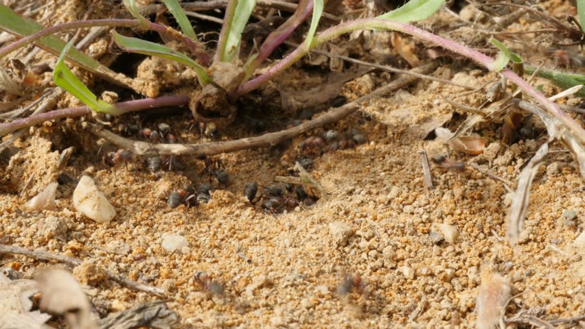 Fast Moving Black Ants Colony Stock Footage Video (100% Royalty-free ...