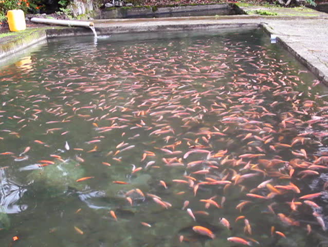 tilapia pool fish farm Stock Footage Video (100% Royalty-free) 1177648 ...