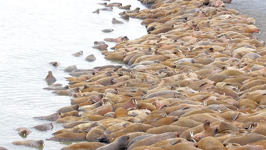 Vaygach Island Stock Video Footage - 4K and HD Video Clips | Shutterstock