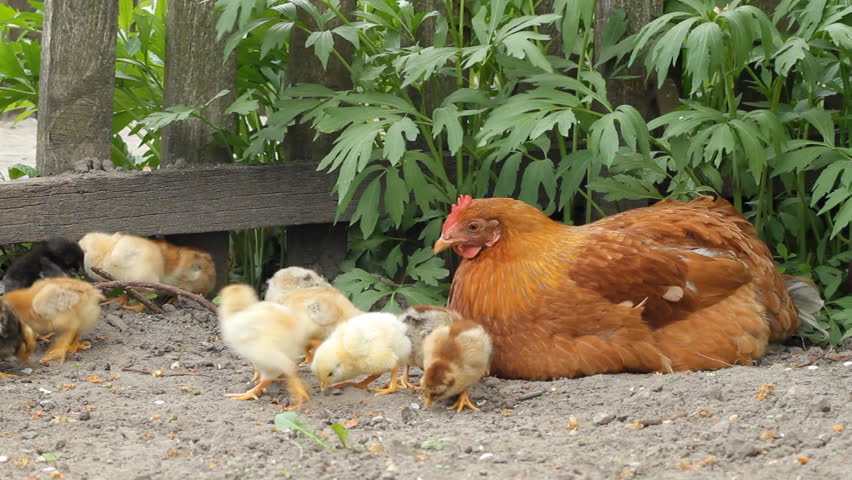 Hen and Chickens Stock Footage Video (100% Royalty-free) 1179109 ...