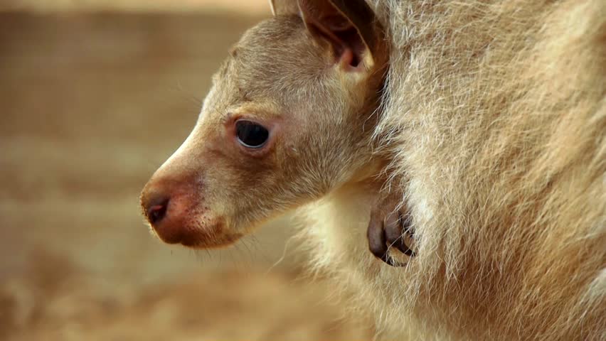 A Joey (baby Kangaroo) with Stock Footage Video (100% Royalty-free ...