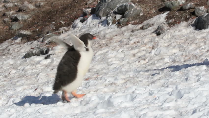 penguin running gentoo runing on beach Stock Footage Video (100% ...
