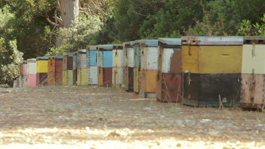 Honey Bee Houses Home Farm Stock Footage Video (100% Royalty-free ...