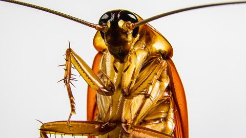 Big Cockroach Isolated On White Closeup Stock Footage Video (100% ...