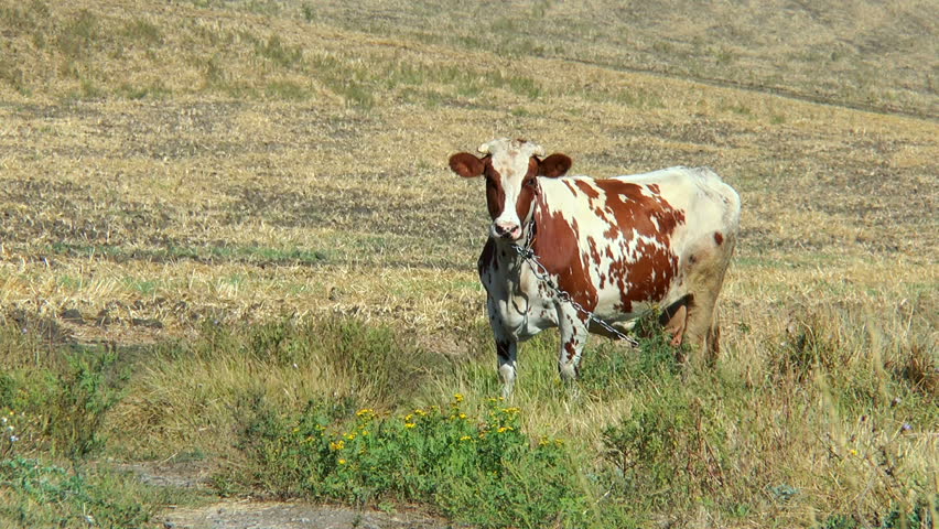 mottled cow field grazes on chain Stock Footage Video (100% Royalty ...