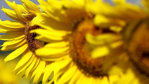 Sunflowers Moving Wind On Morning Stock Footage Video (100% Royalty ...